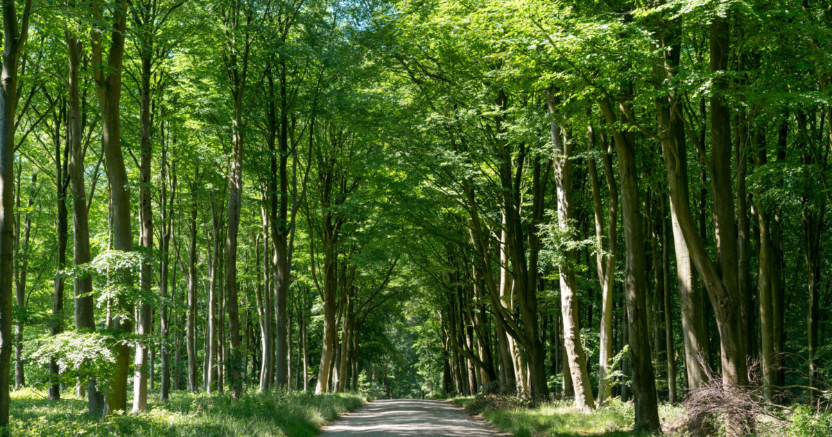 The Story - Brimstone Wood