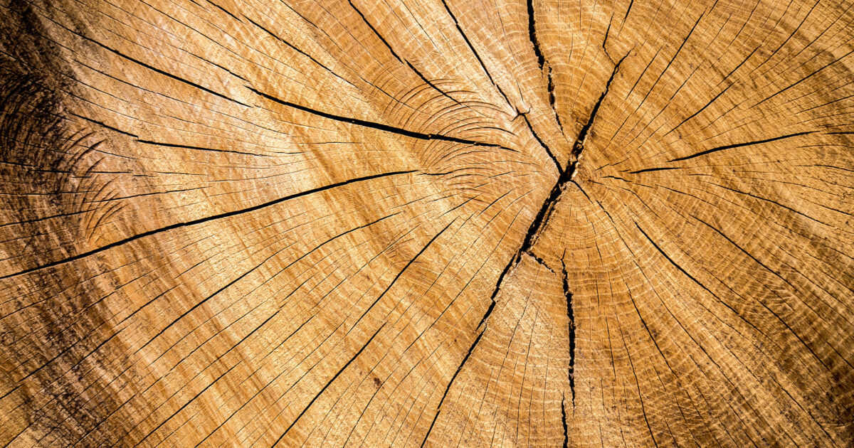 The Projects - Brimstone Wood